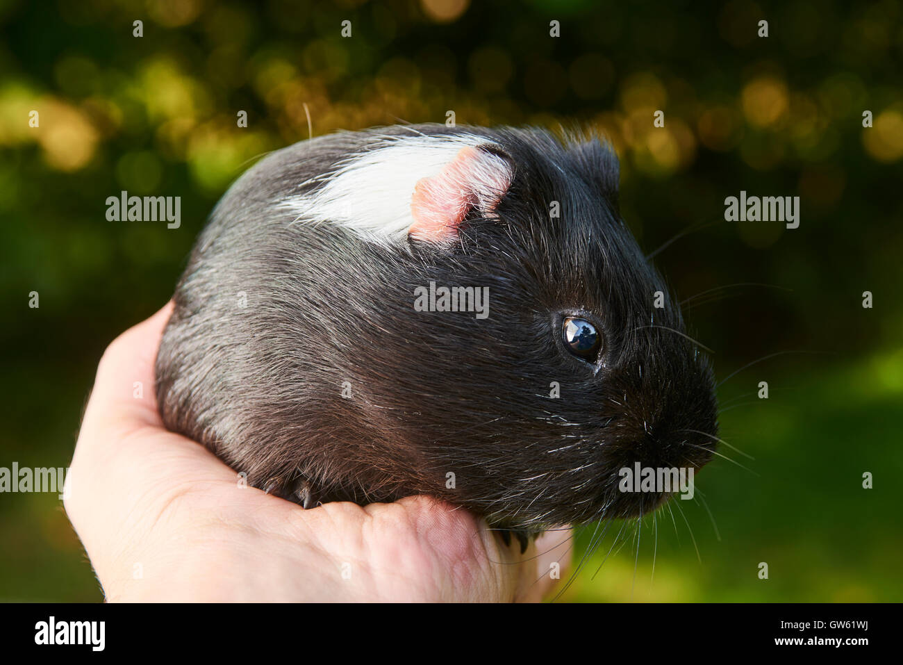 Guinea pig hand hi-res stock photography and images - Alamy