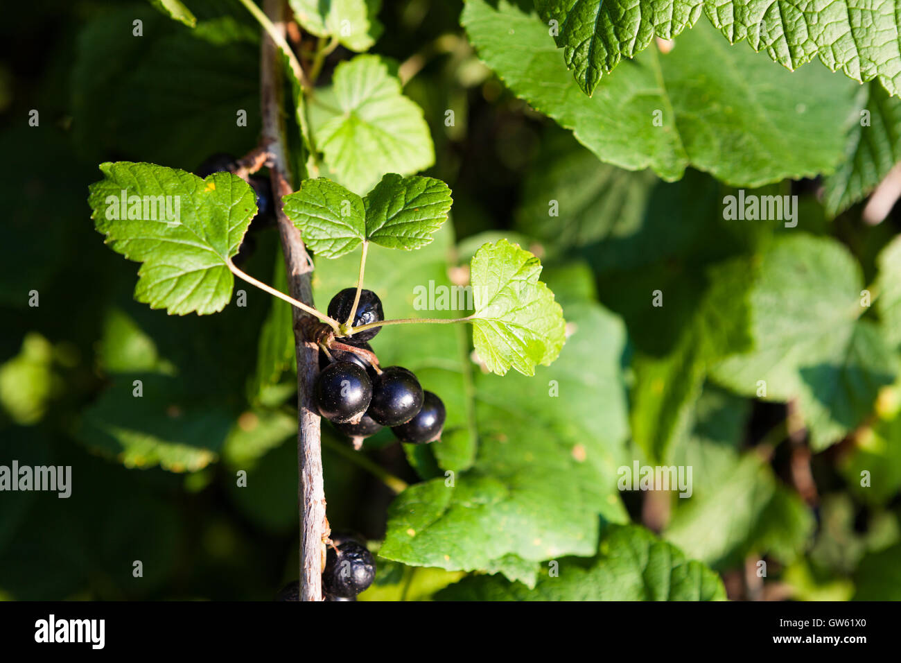 Cassis or blackcurrant or blackcurrant bush hi-res stock photography ...