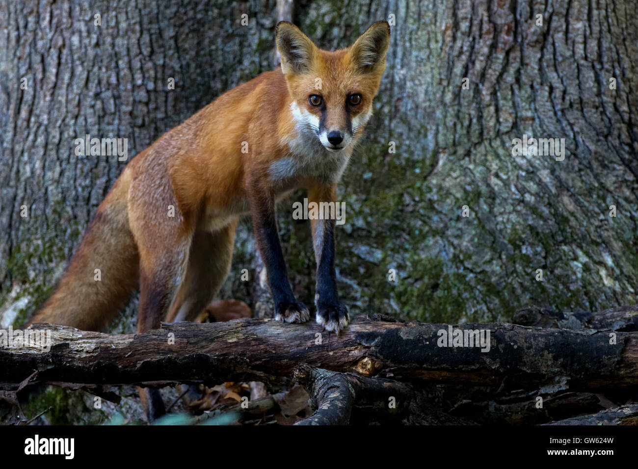 Twig the red fox peering from log Stock Photo - Alamy