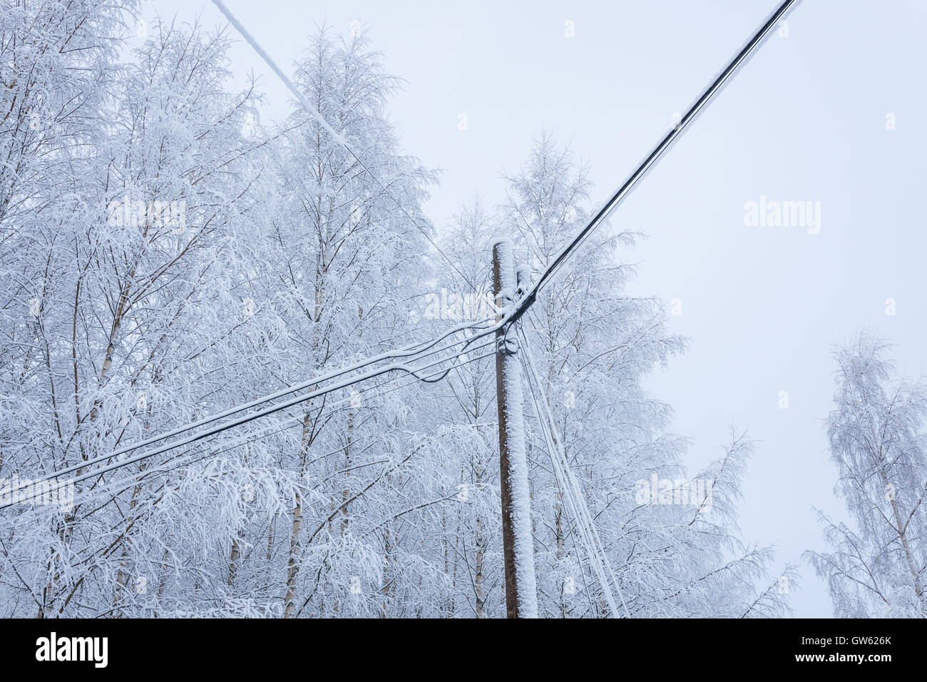 Snow covered power lines and trees Stock Photo - Alamy