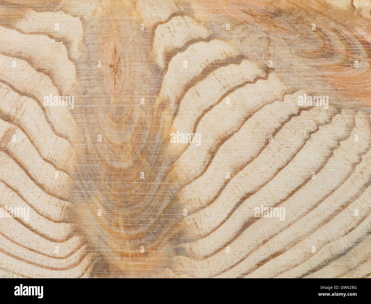 Log cross section hi-res stock photography and images - Alamy