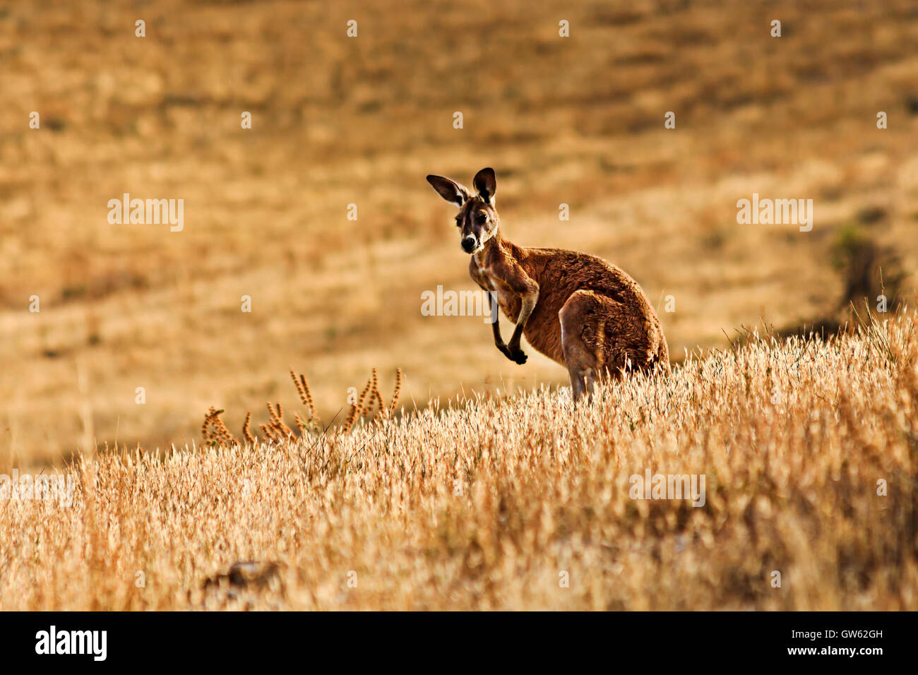 single yellow tall kangaroo wallaby in Flinders Ranges National park of ...