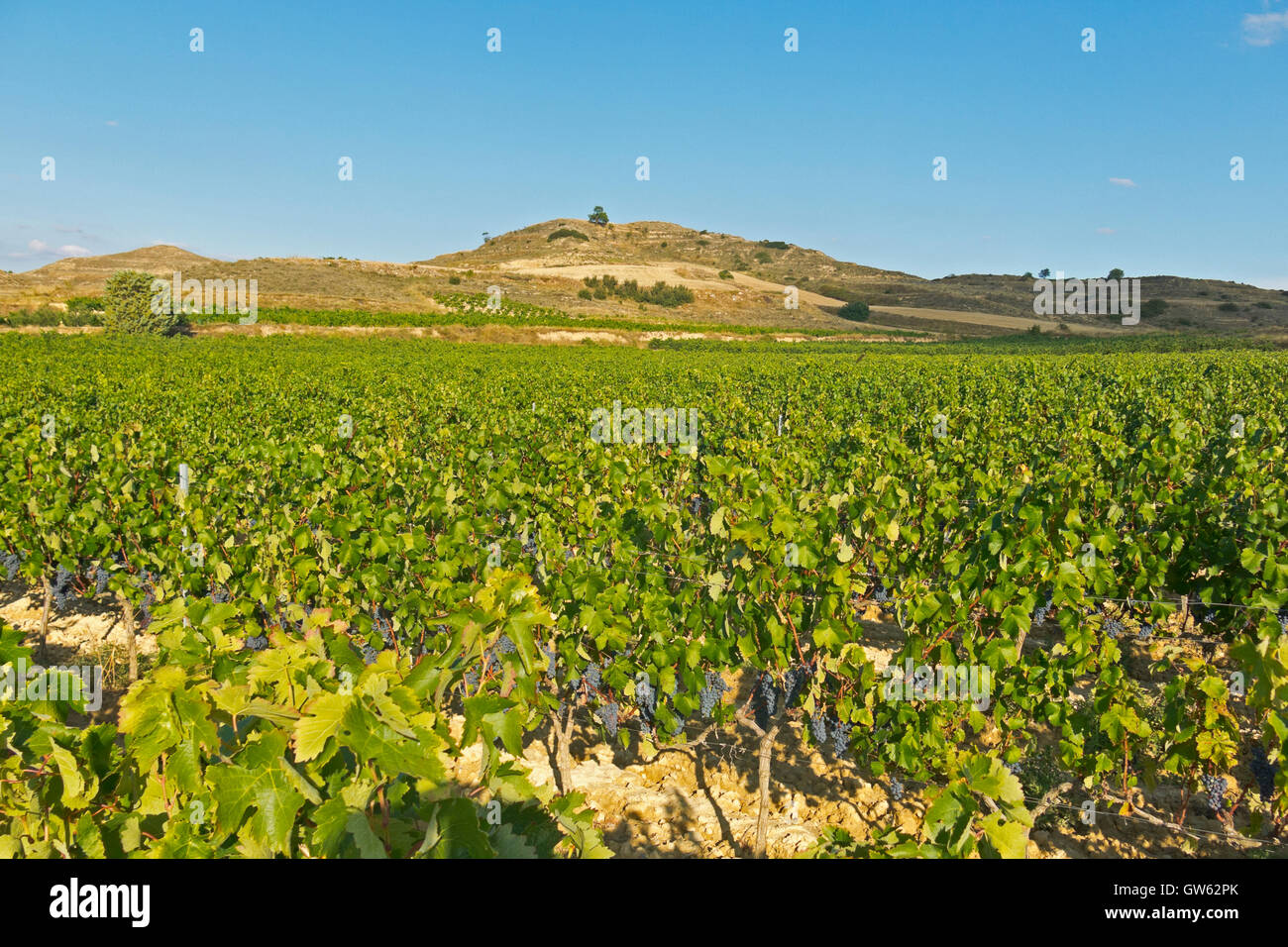 La Rioja vineyard fields by The Way of Saint James in Logrono Stock ...