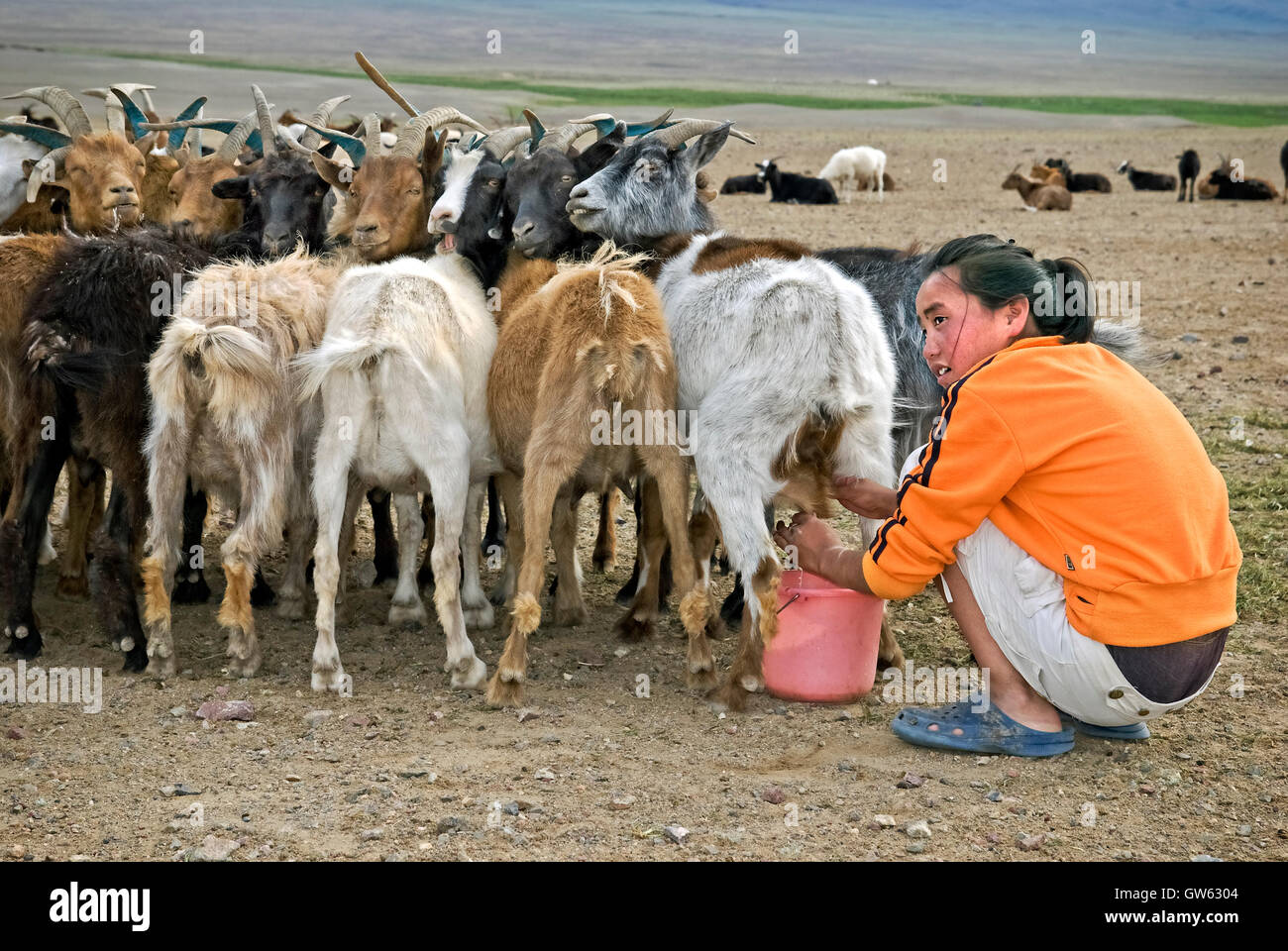 Mungere hi-res stock photography and images - Alamy