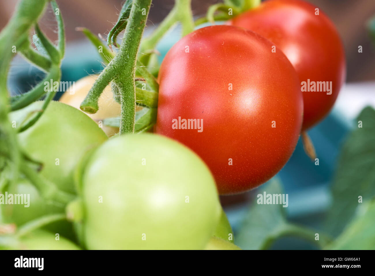 Ripening Moneymaker tomatoes growing on vines in a greenhouse Stock ...