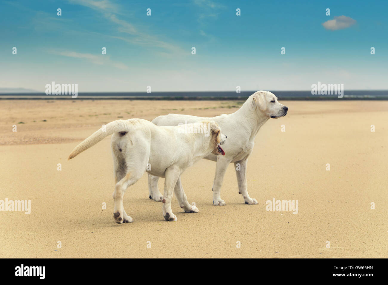 two cute young dogs play at beach in summer Stock Photo - Alamy