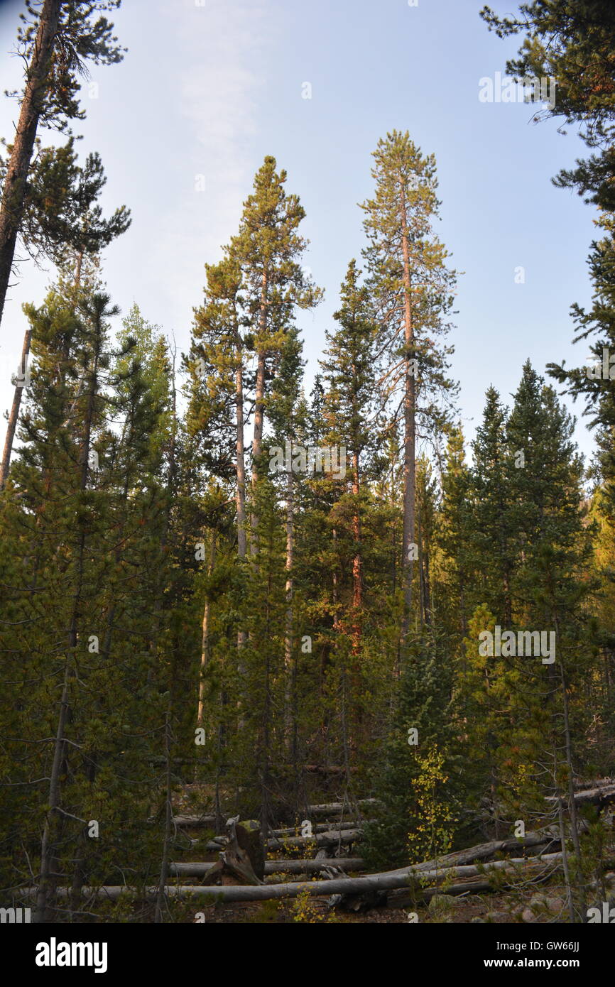 Full tree hi-res stock photography and images - Alamy