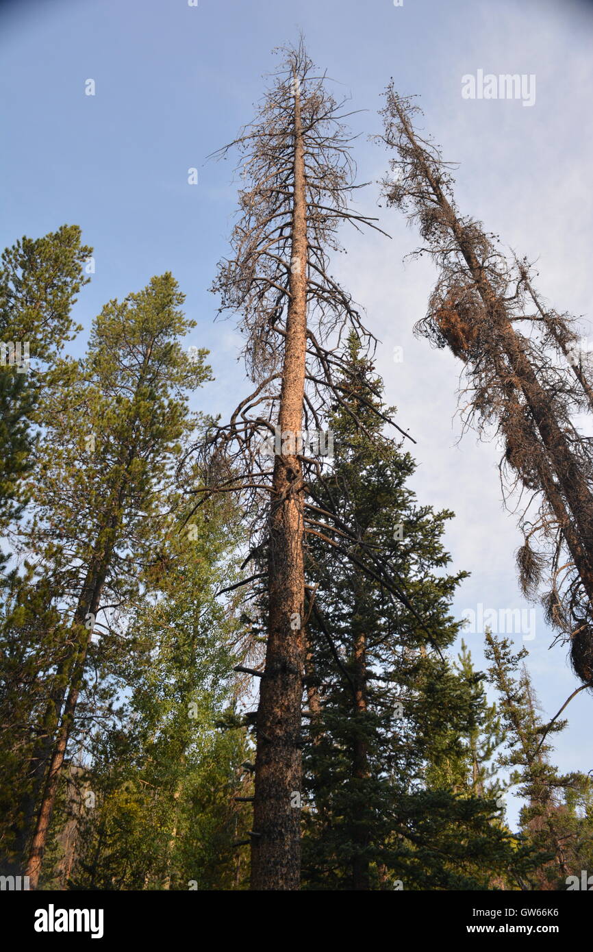 Full tree hi-res stock photography and images - Alamy