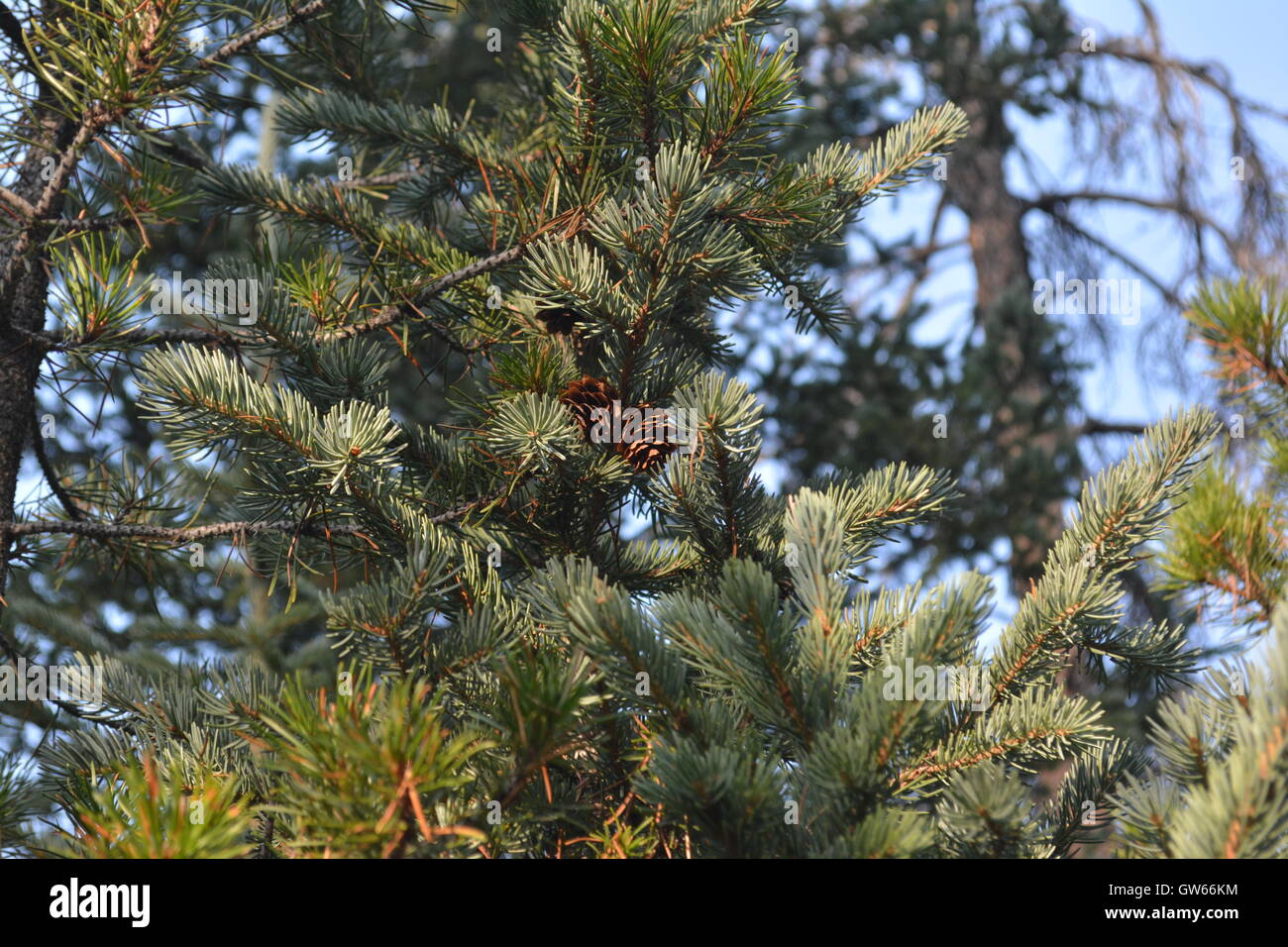 High mountain close up of blue spruce pine tree lit up in the morning ...