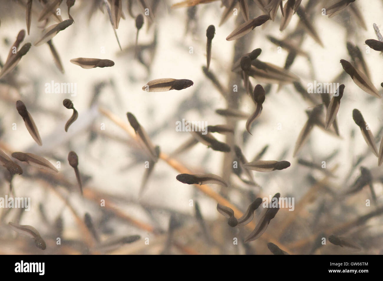 Common Frog Tadpole High Resolution Stock Photography and Images - Alamy