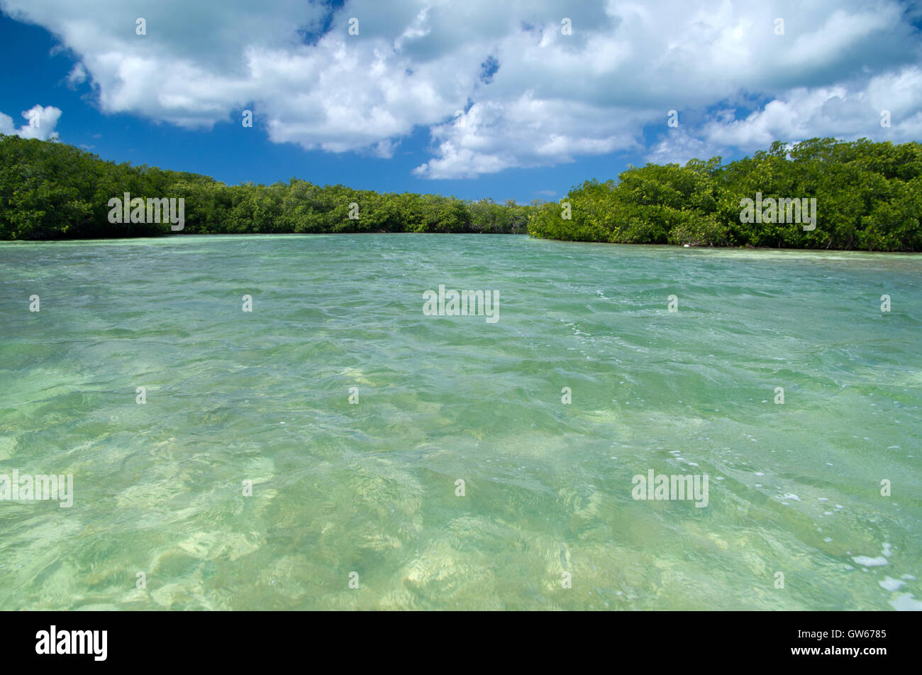 mangrove trees in sea Stock Photo - Alamy