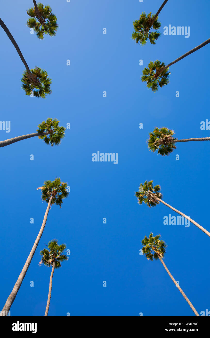 LA Los Angeles palm trees in a row typical California Stock Photo - Alamy