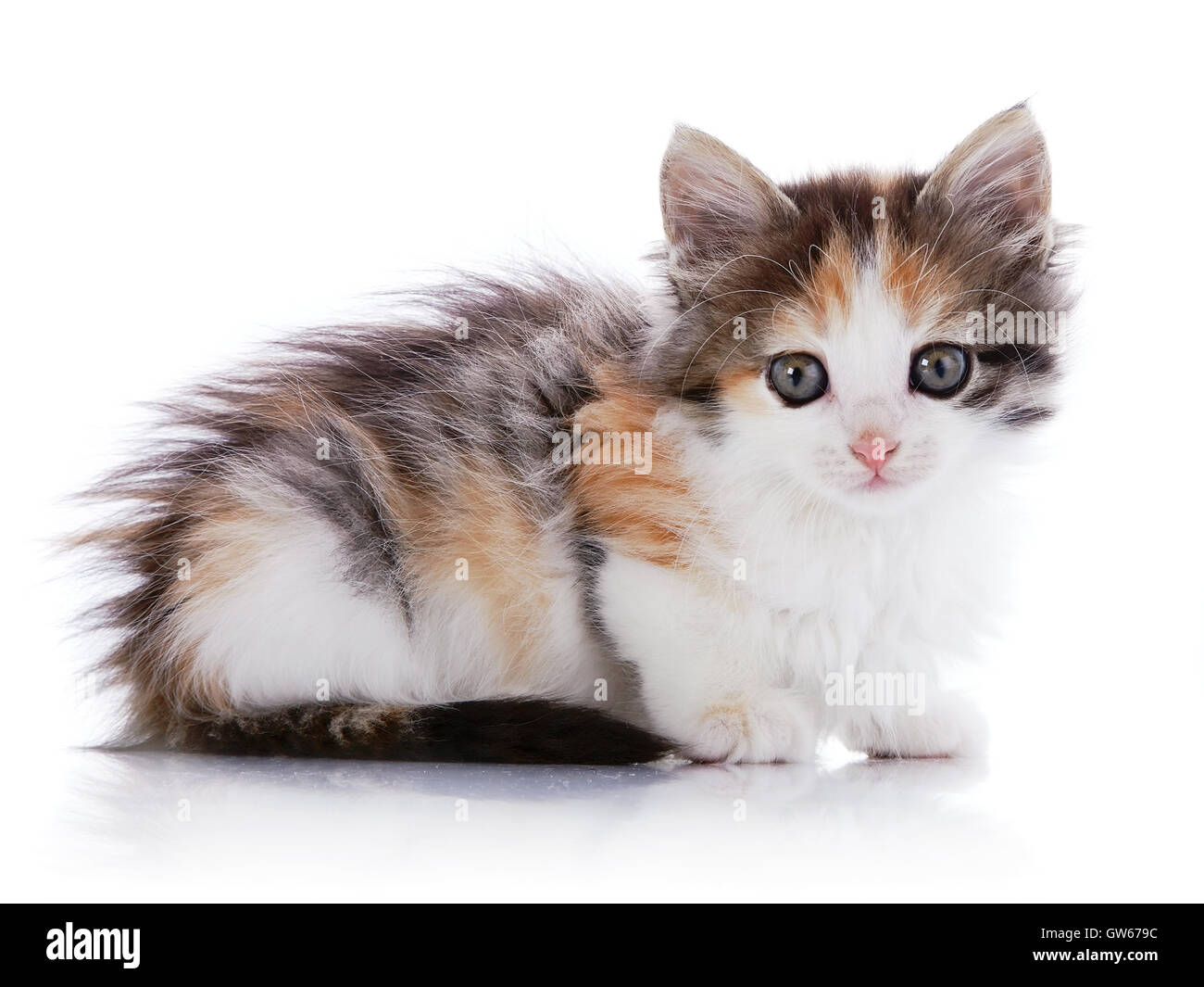 Cheerful young tabby cat hi-res stock photography and images - Alamy