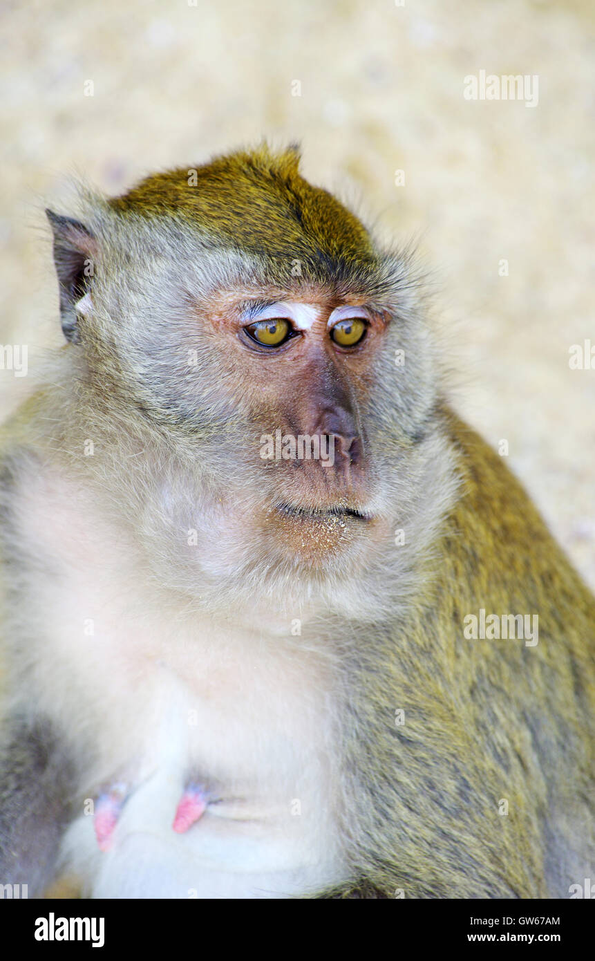 Primate ancestor hi-res stock photography and images - Alamy