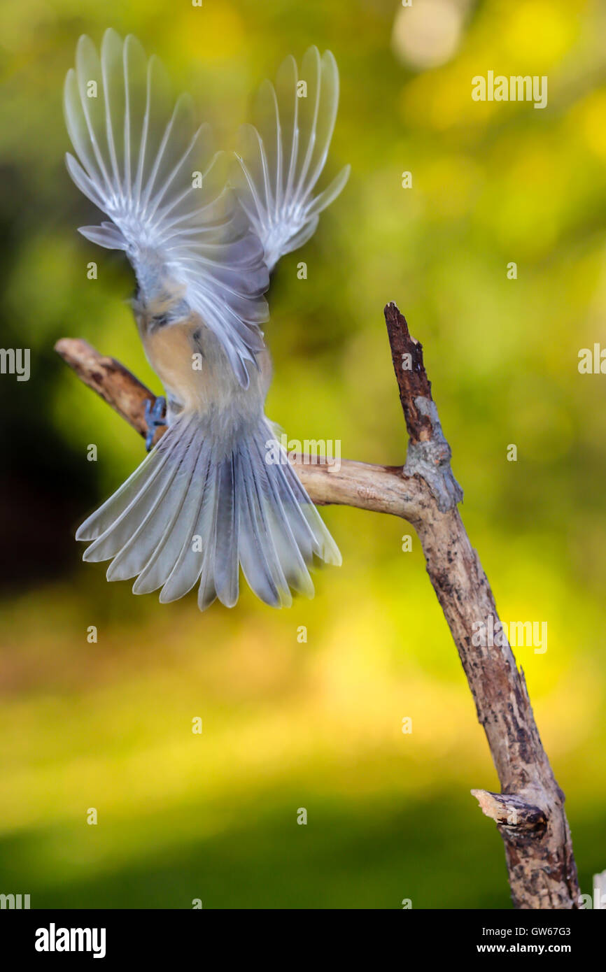 Chickadee flying hi-res stock photography and images - Alamy