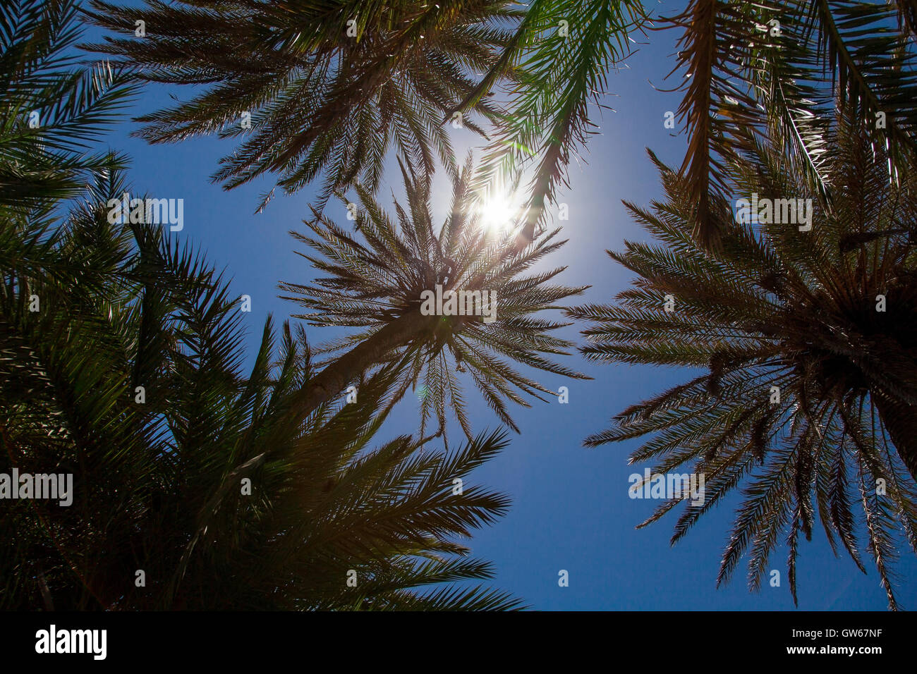 Low angle view of palm trees Stock Photo - Alamy