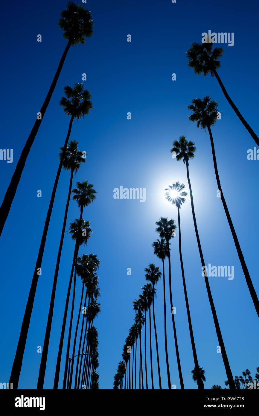 LA Los Angeles palm trees in a row typical California Stock Photo - Alamy