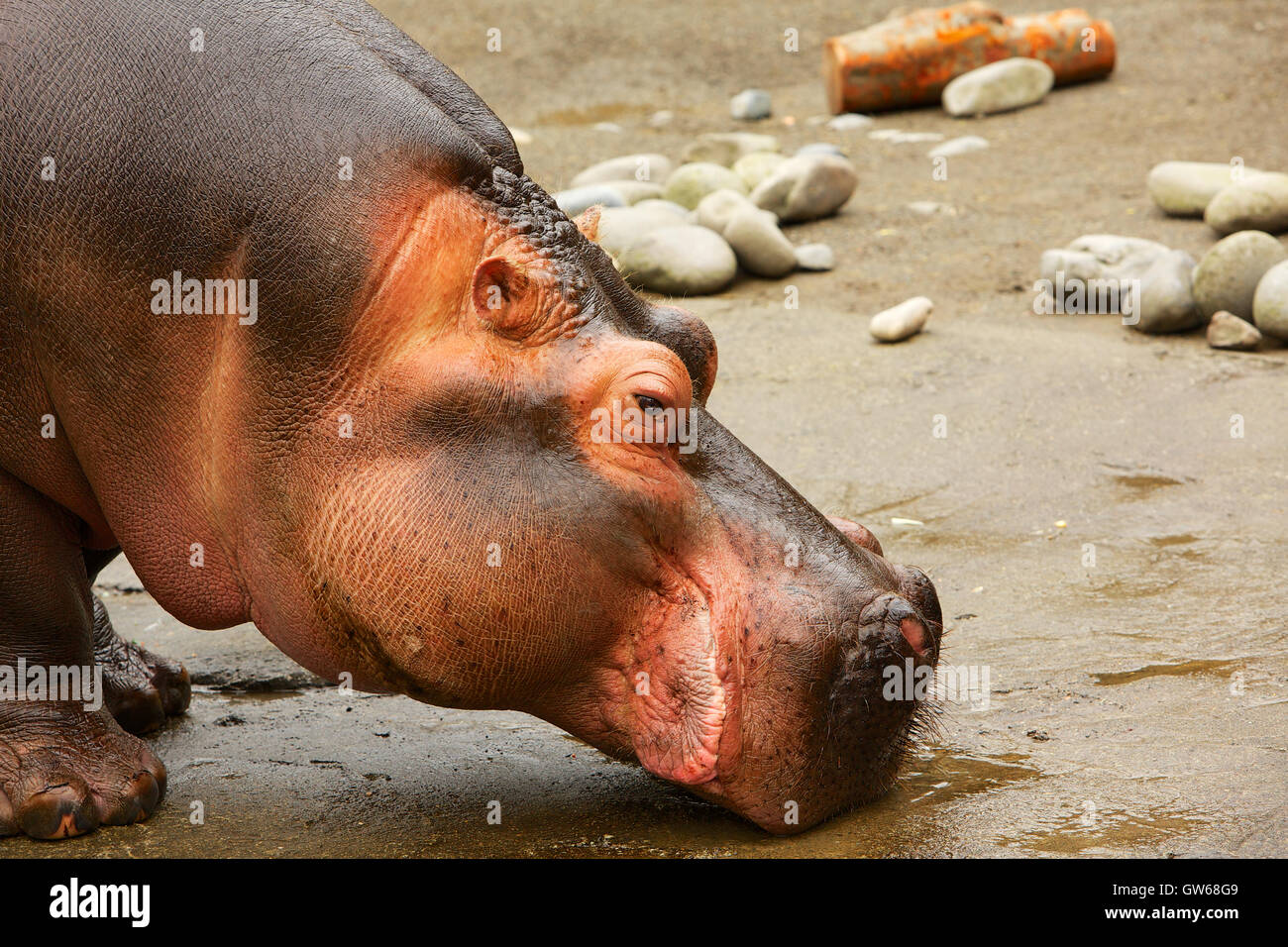 Hippo head front hi-res stock photography and images - Alamy