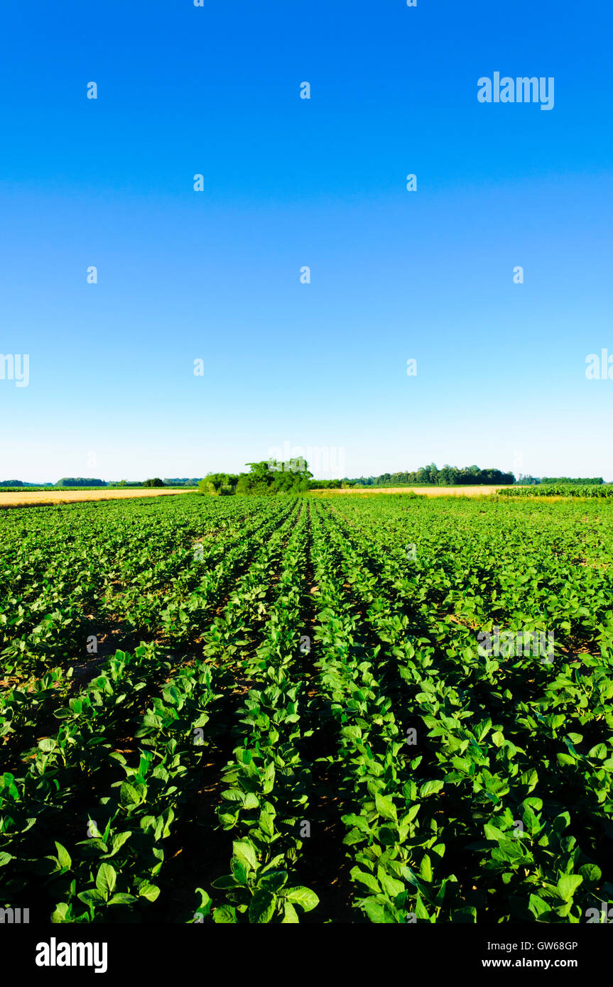 Green bean field Stock Photo - Alamy