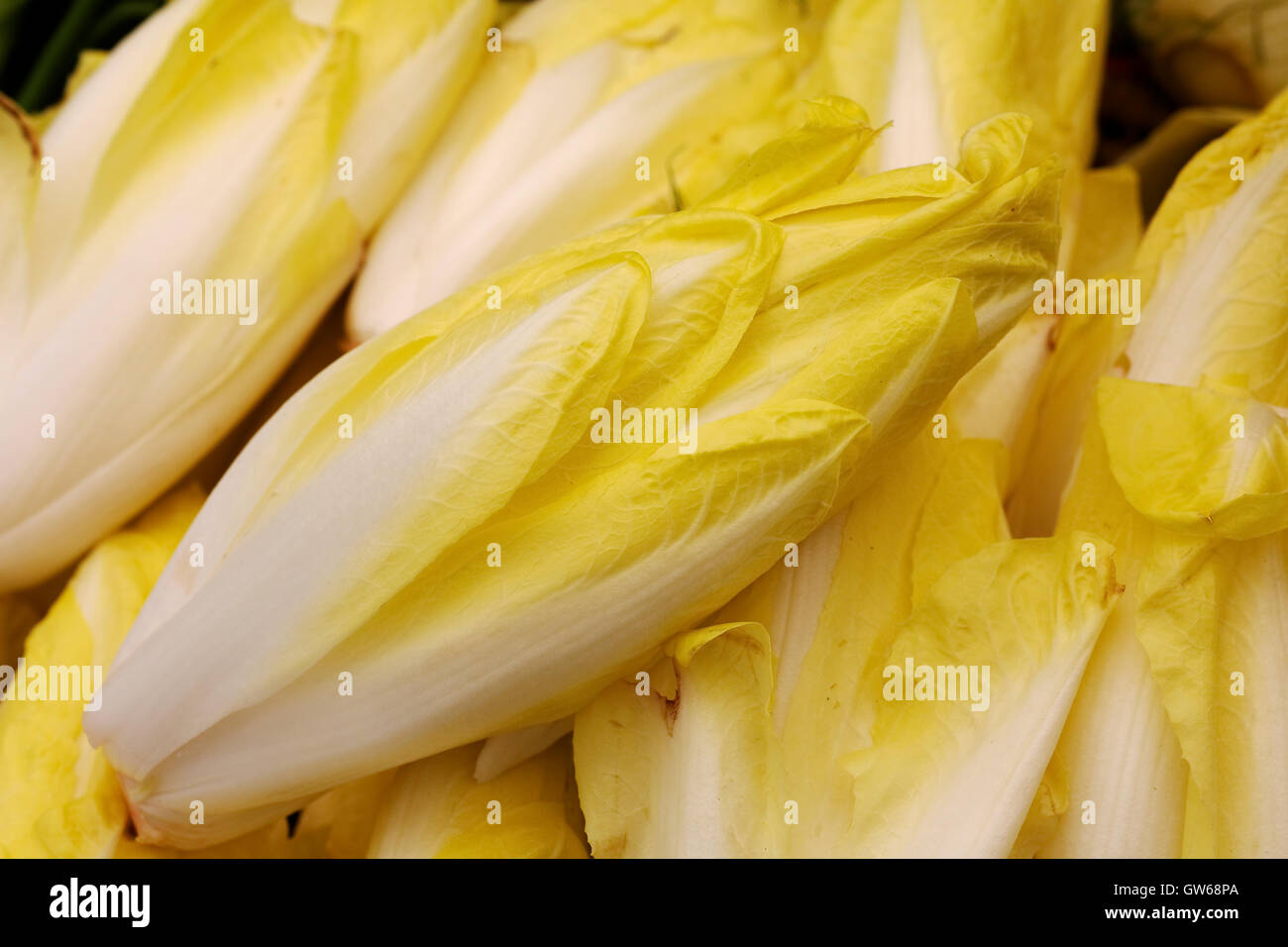 Belgium endive hi-res stock photography and images - Alamy