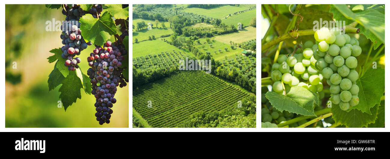 Collage of grapes Stock Photo - Alamy