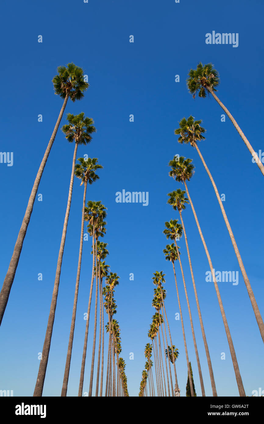 LA Los Angeles palm trees in a row typical California Stock Photo - Alamy