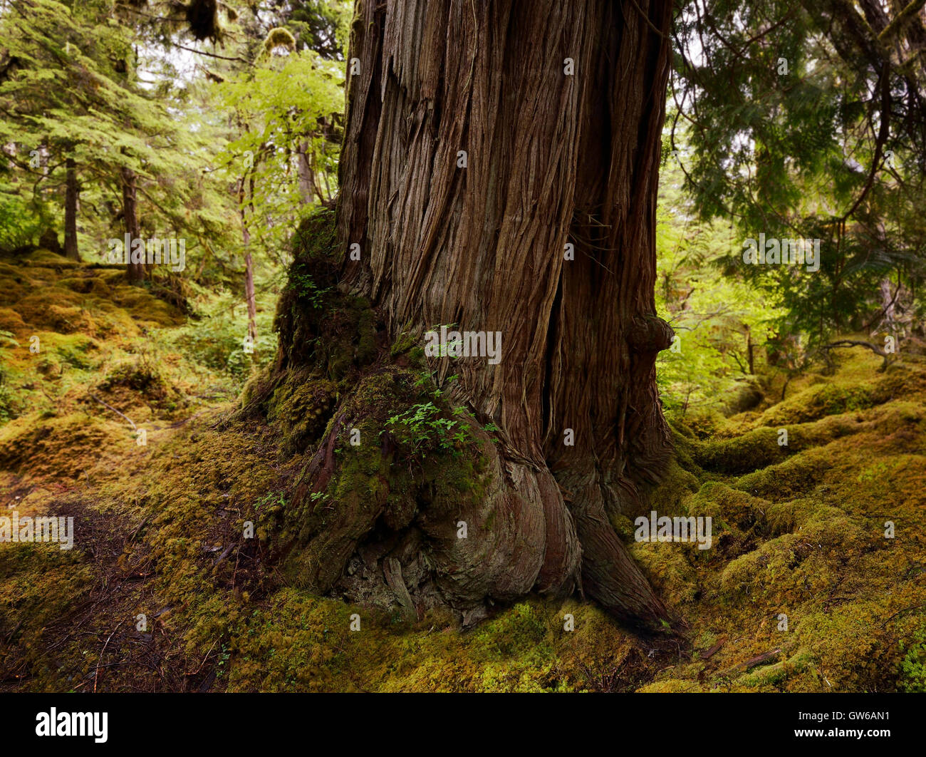 Large Old Tree In The Rain Forest Stock Photo - Alamy