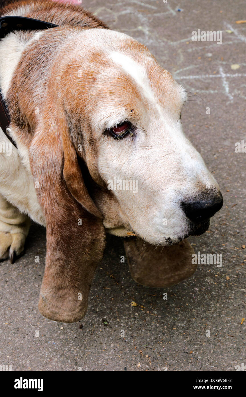 Portrait basset hi-res stock photography and images - Alamy