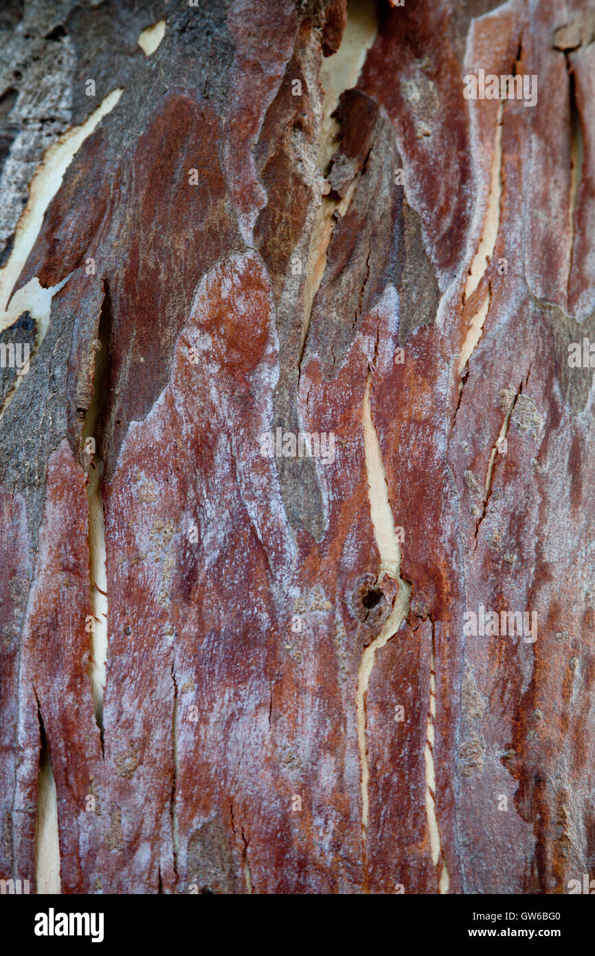 sycamore tree texture Stock Photo - Alamy