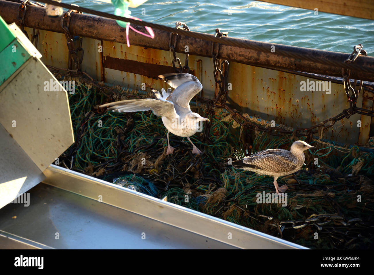 ready for a fest seagull on fishing boat Stock Photo - Alamy