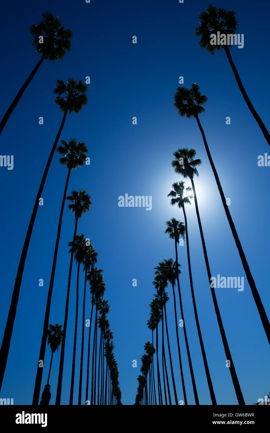 LA Los Angeles palm trees in a row typical California Stock Photo - Alamy