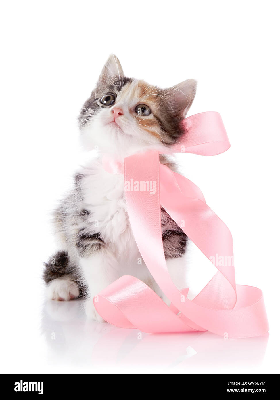 Multi-colored kitten with a pink tape Stock Photo - Alamy