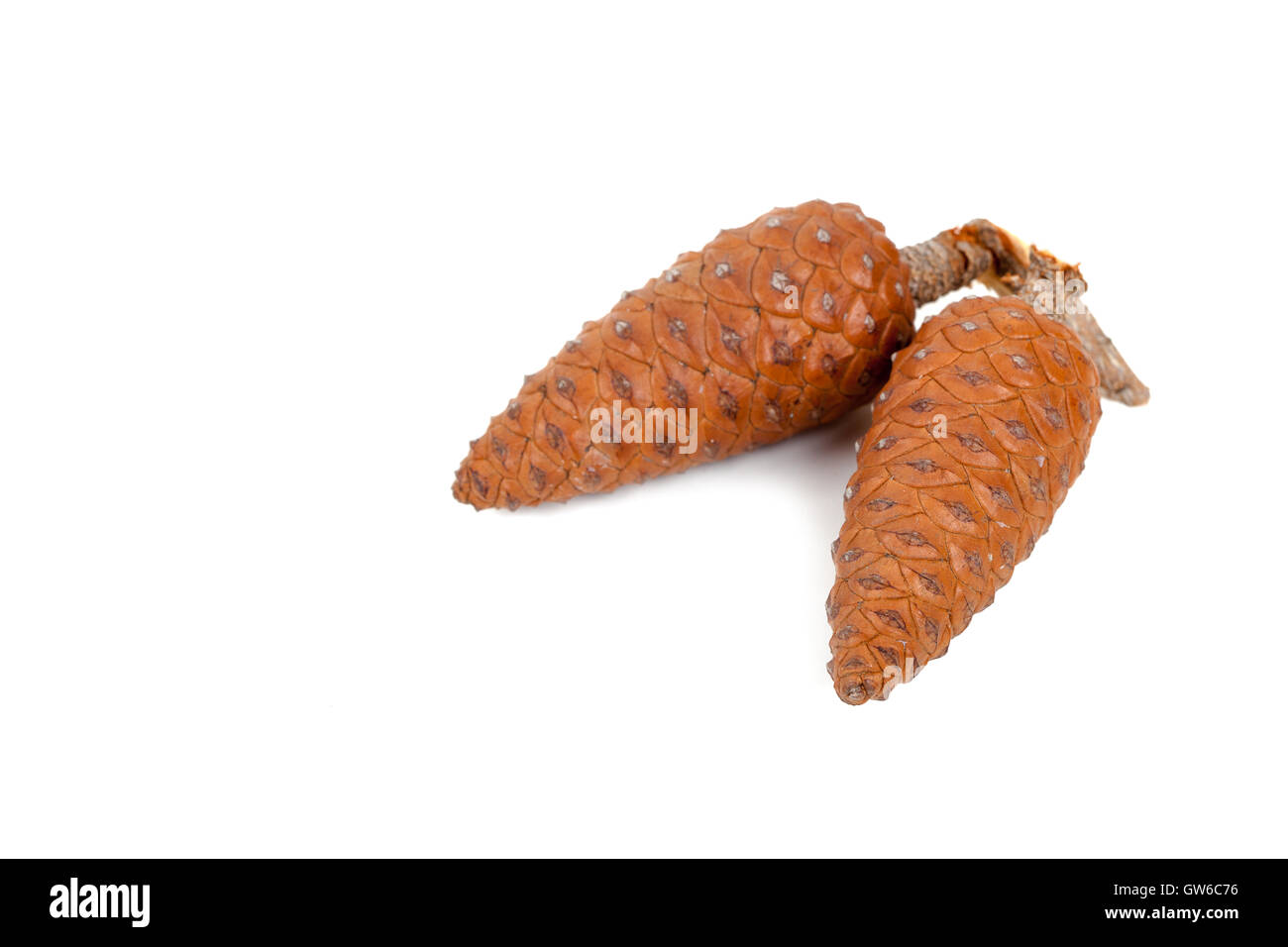 two pine cones Stock Photo - Alamy