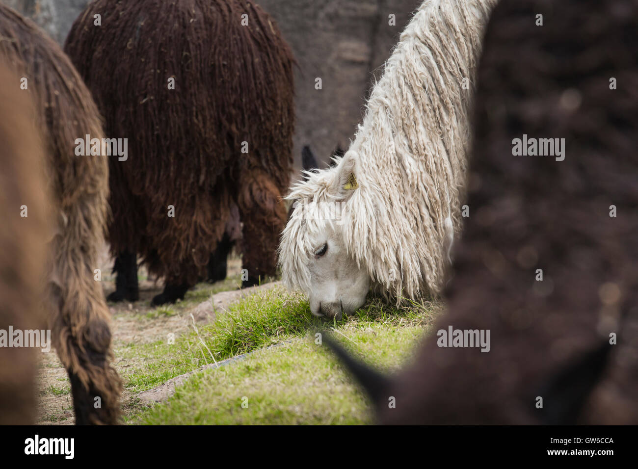 Alpacas at Sacsayhuaman, Incas ruins in the peruvian Andes at Cuzco ...