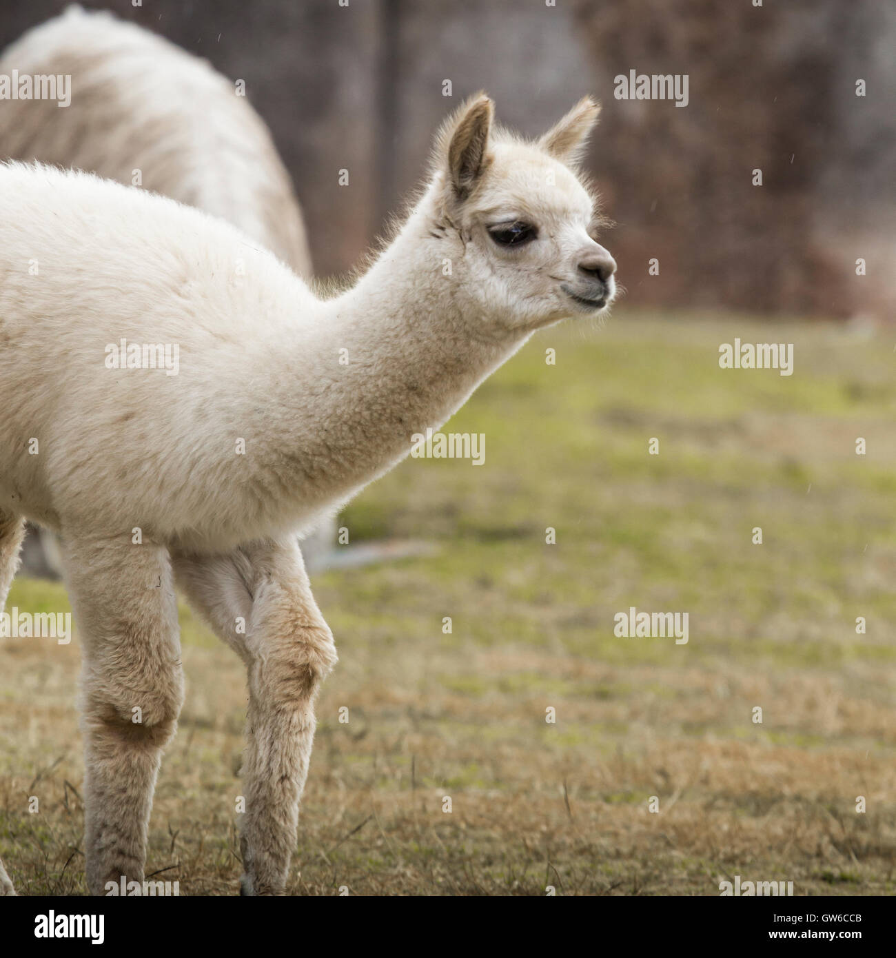 Alpacas at Sacsayhuaman, Incas ruins in the peruvian Andes at Cuzco ...