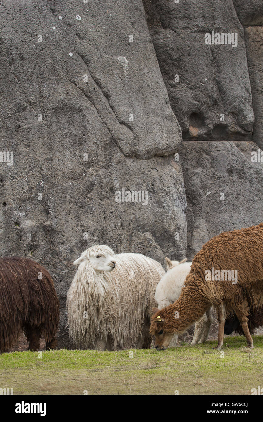 Alpacas at Sacsayhuaman, Incas ruins in the peruvian Andes at Cuzco ...