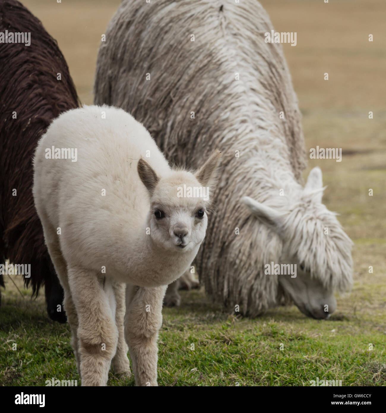 Alpacas at Sacsayhuaman, Incas ruins in the peruvian Andes at Cuzco ...