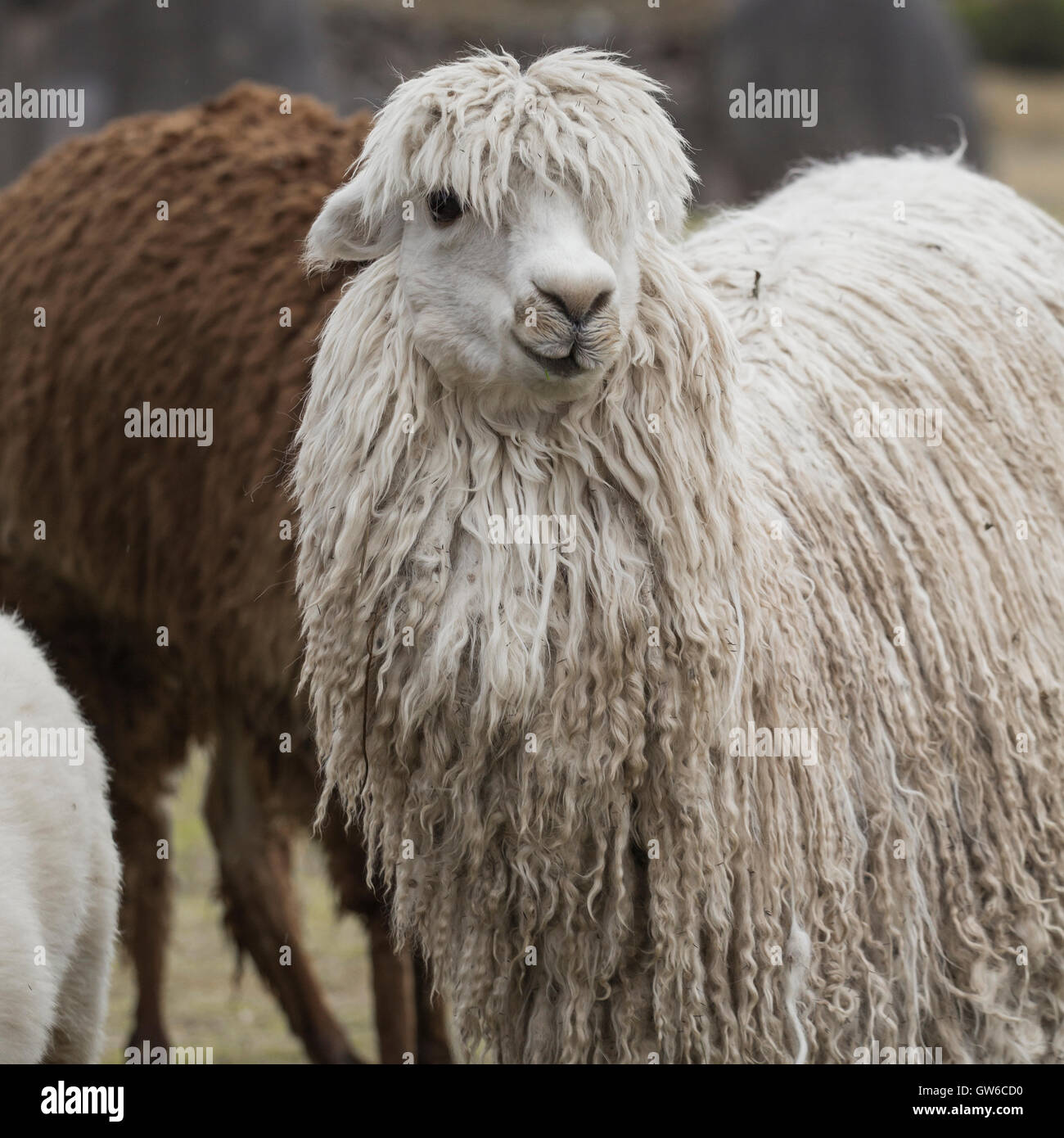 Alpacas at Sacsayhuaman, Incas ruins in the peruvian Andes at Cuzco ...