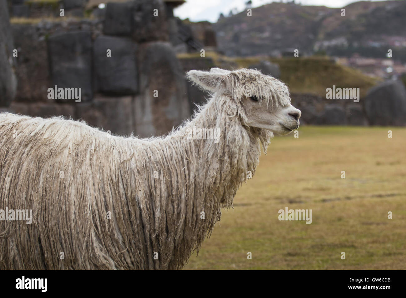 Alpacas at Sacsayhuaman, Incas ruins in the peruvian Andes at Cuzco ...