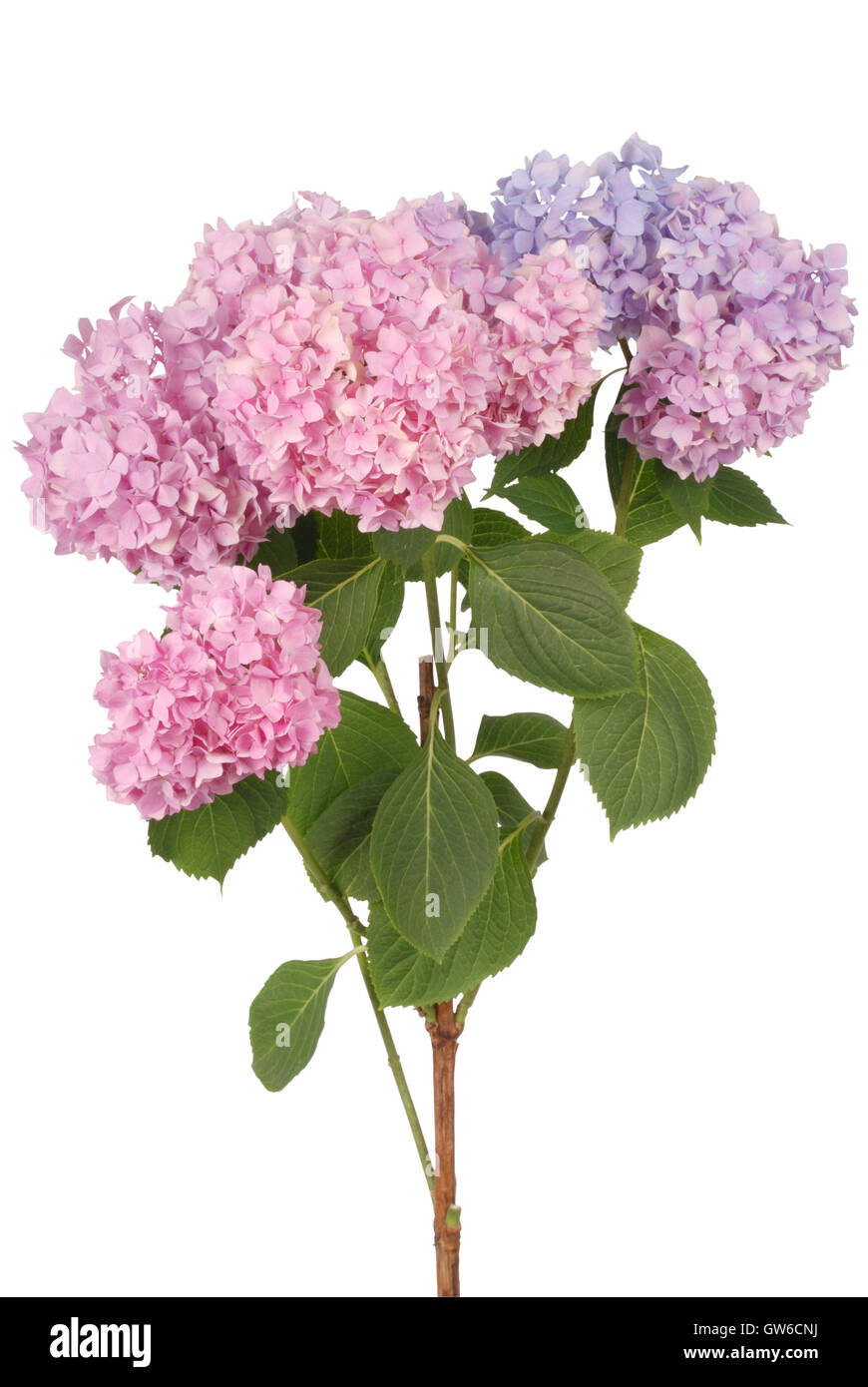 Pink flower hydrangea on white background. Clipping path inside Stock ...