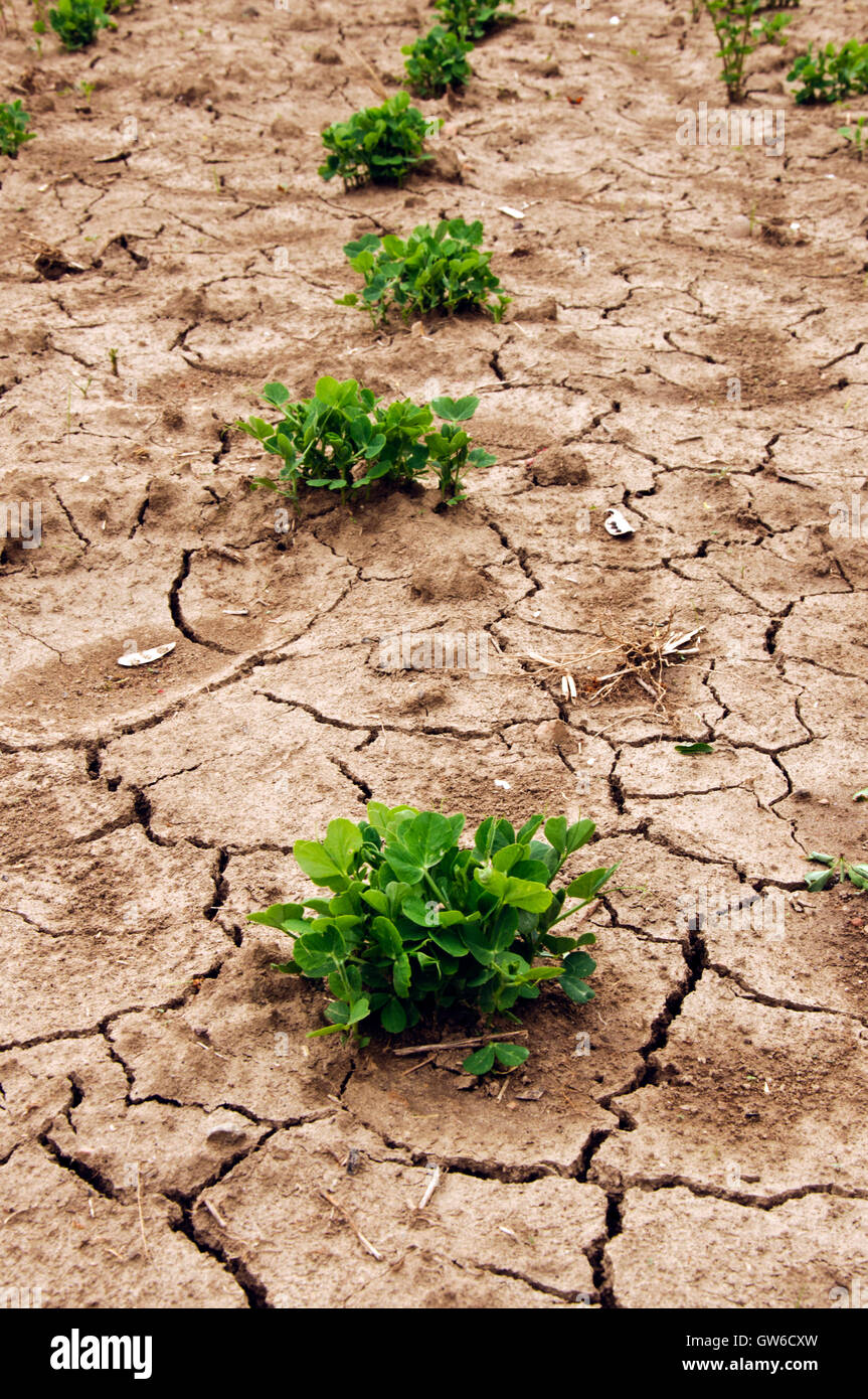 Barren plant hi-res stock photography and images - Alamy