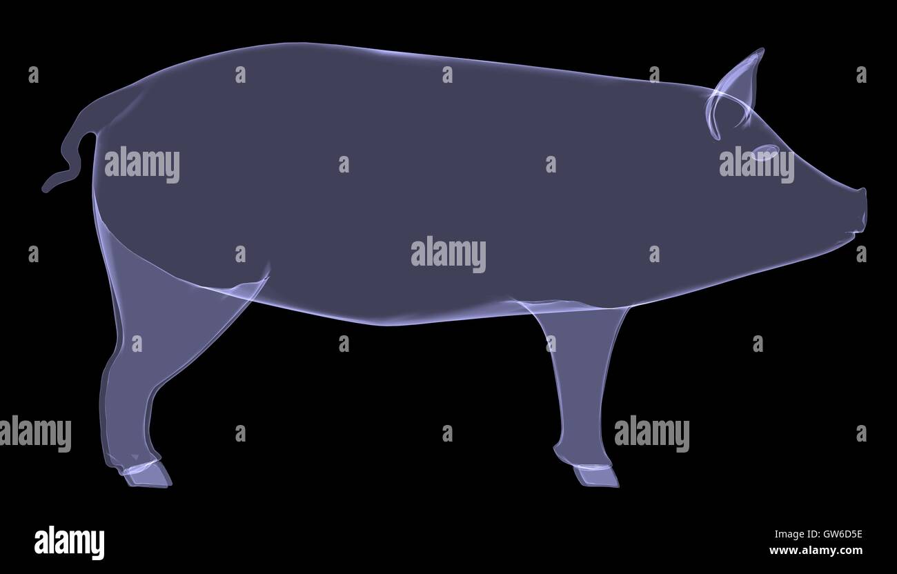 Pig. The X-ray render Stock Photo - Alamy