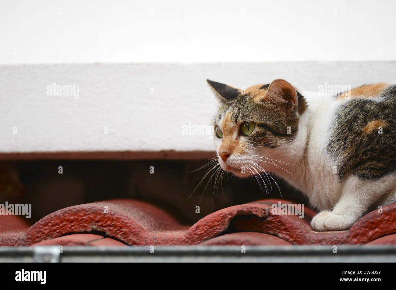 Ear animal hi-res stock photography and images - Alamy