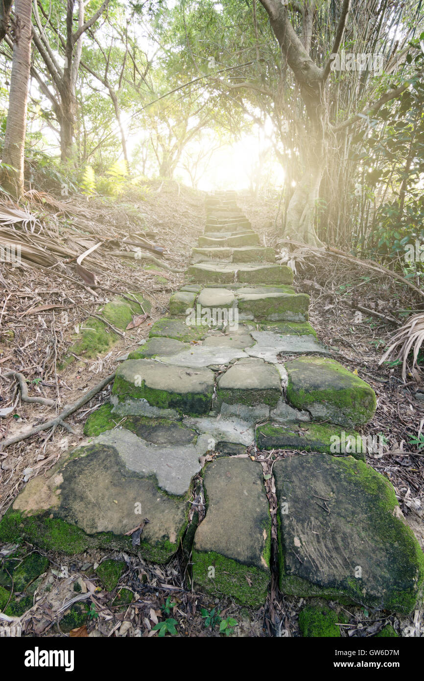 Forest pathway with stairs Stock Photo - Alamy