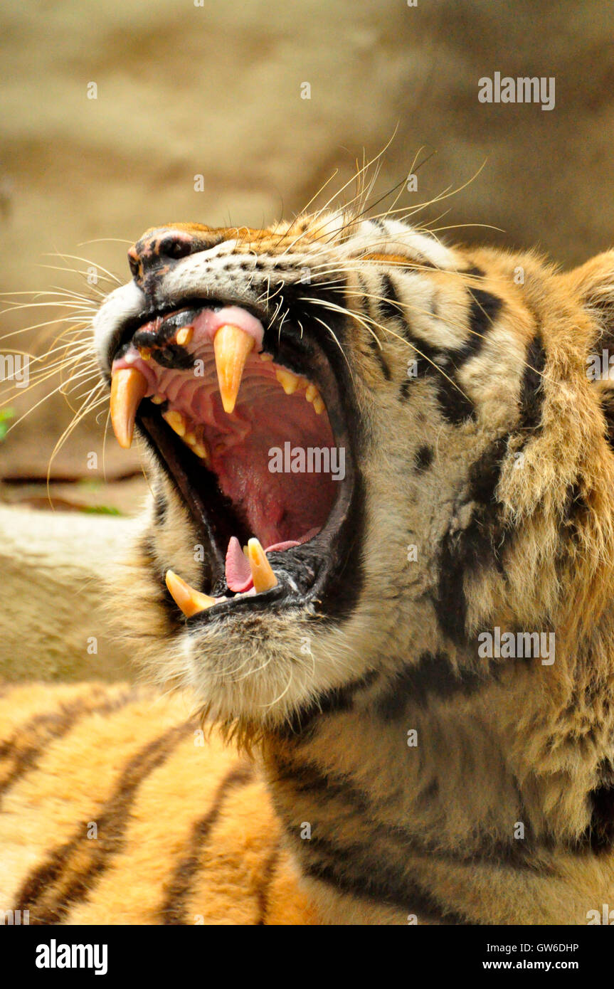 World largest carnivore hi-res stock photography and images - Alamy