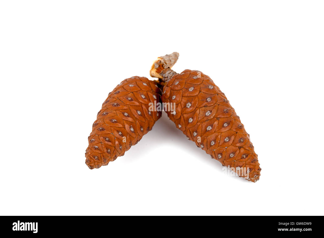 two pine cones Stock Photo - Alamy