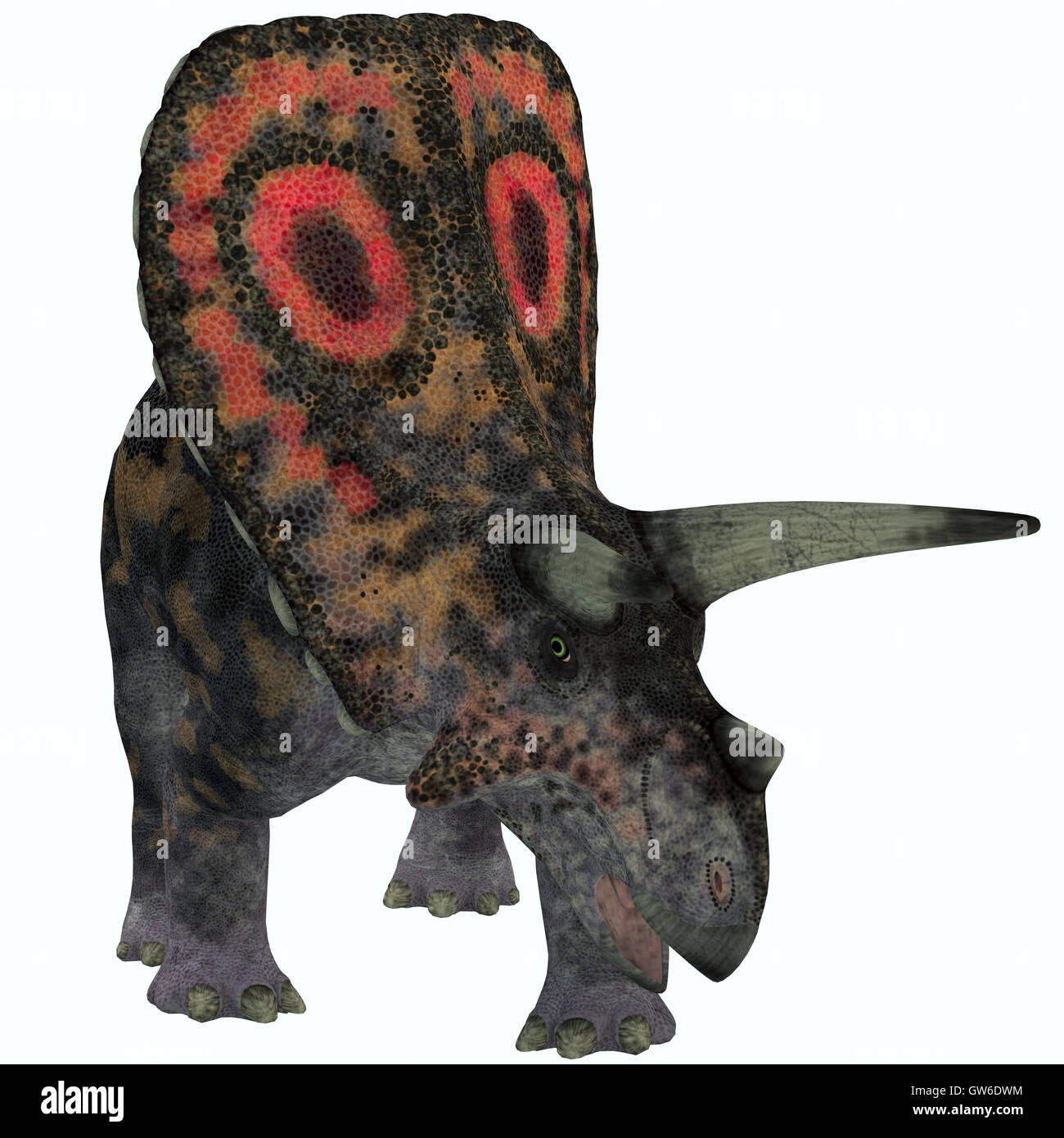Torosaurus hi-res stock photography and images - Alamy