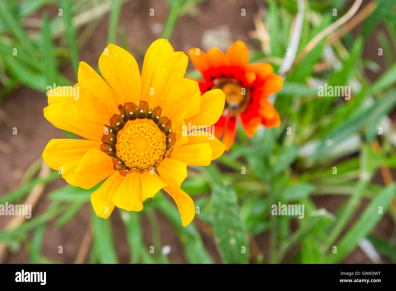Beautiful flowers outside in the flowerbed Stock Photo - Alamy
