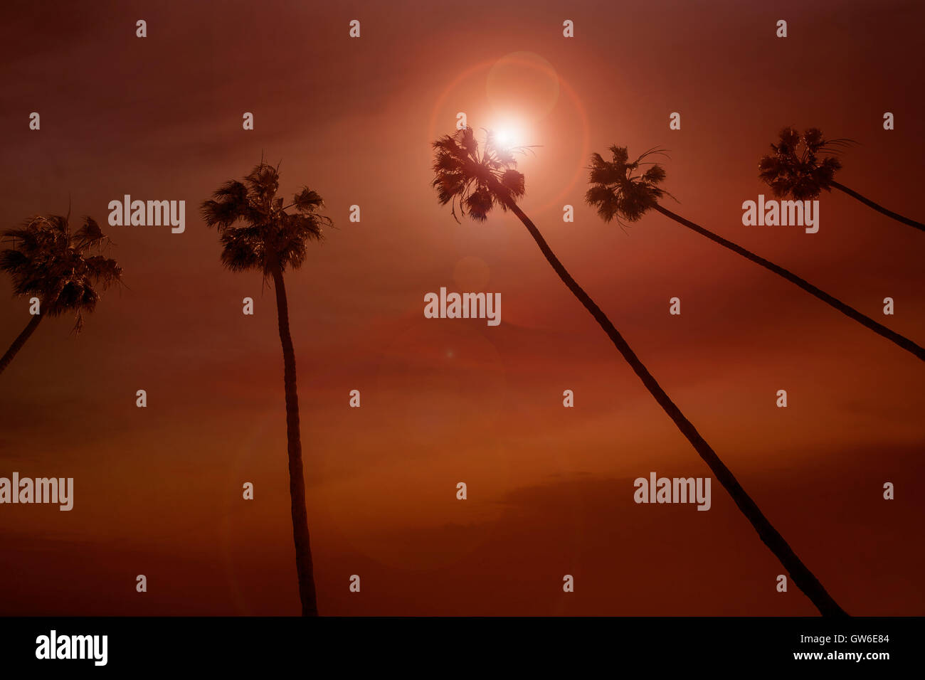 California palm trees sunset with colorful sky Stock Photo - Alamy