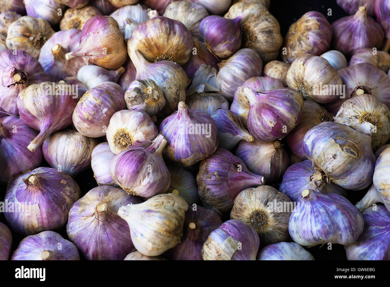 Purple Italian Garlic Stock Photo - Alamy